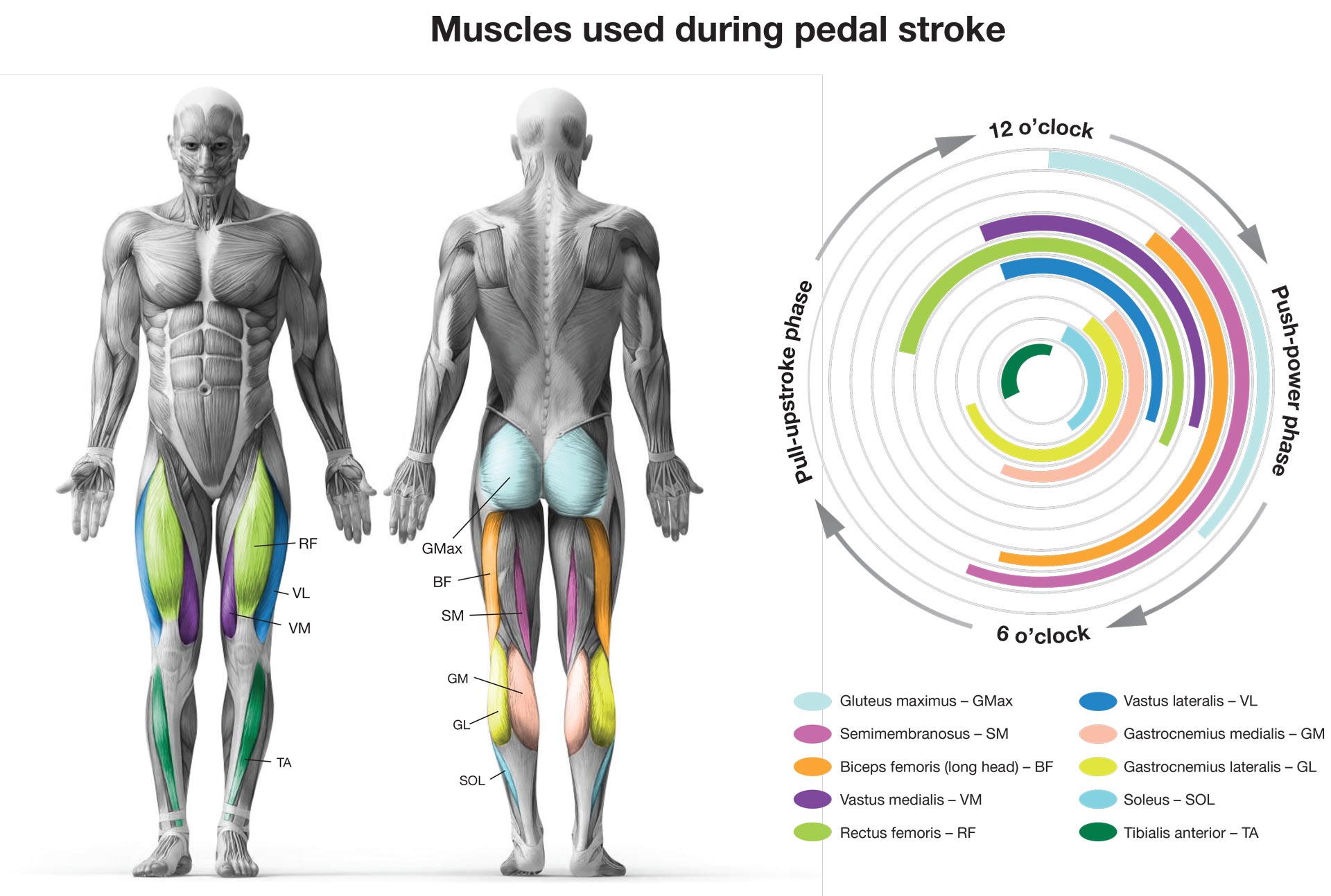 What Muscles Does an Exercise Bike Work? (By an Instructor)